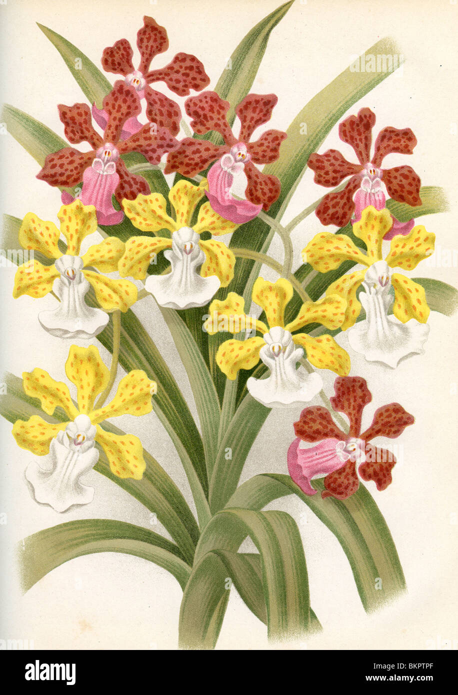 Vanda insignis hi-res stock photography and images - Alamy