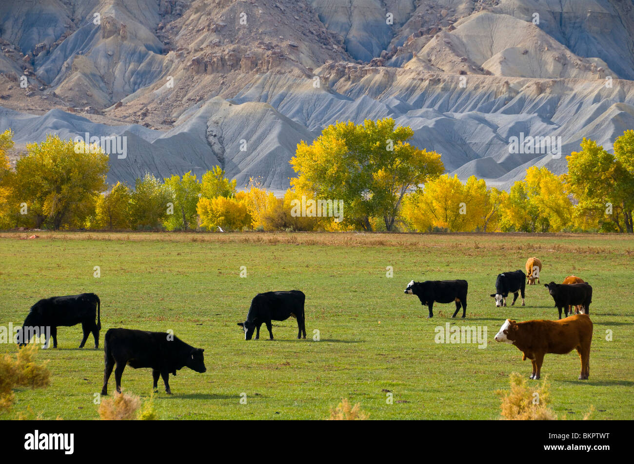 Cattle Utah United States Stock Photo - Alamy