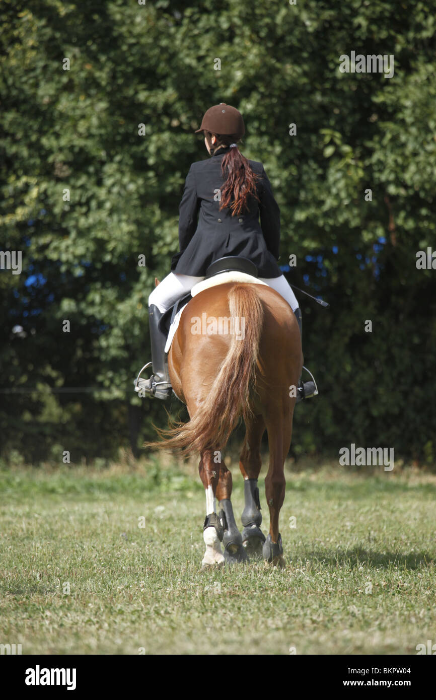 Reiterin auf Deutschem Sportpferd / riding woman Stock Photo - Alamy