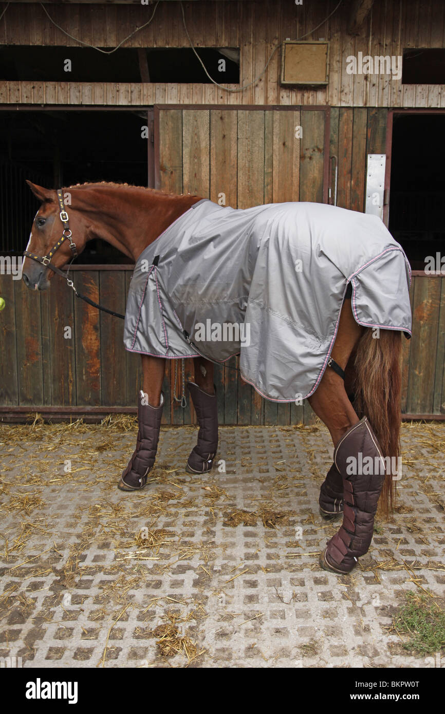 Stehendes pferd hi-res stock photography and images - Alamy