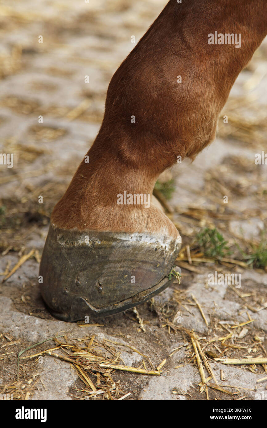 Pferd entlastet Bein / horse hoof Stock Photo - Alamy