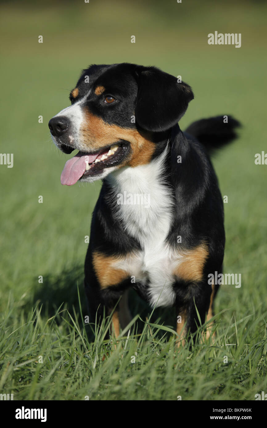 stehender Entlebucher Sennenhund / standing Entlebucher Mountain Dog ...