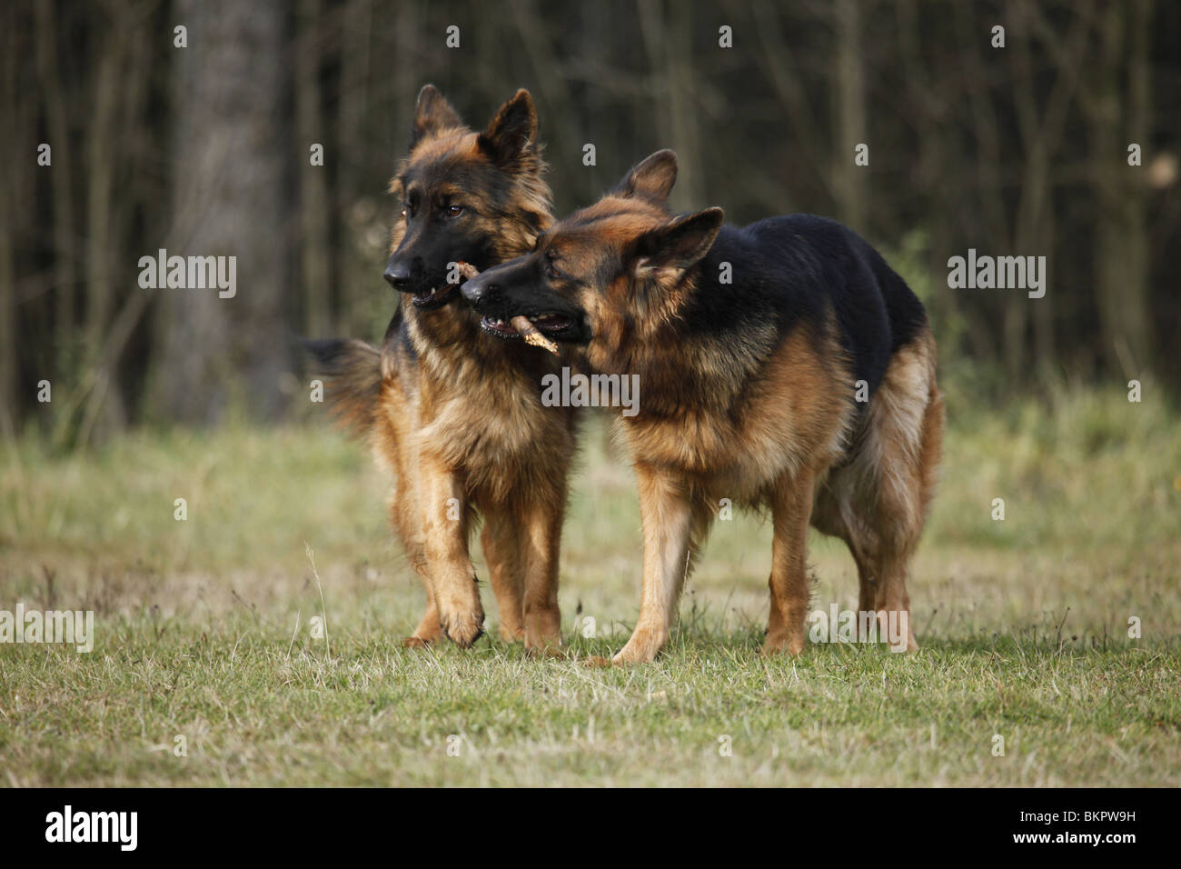 Altdeutsche Schäferhunde / Old German Shepherds Stock Photo - Alamy