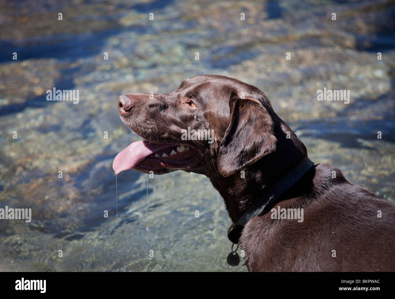 Happy Chocolate Lab Puppy