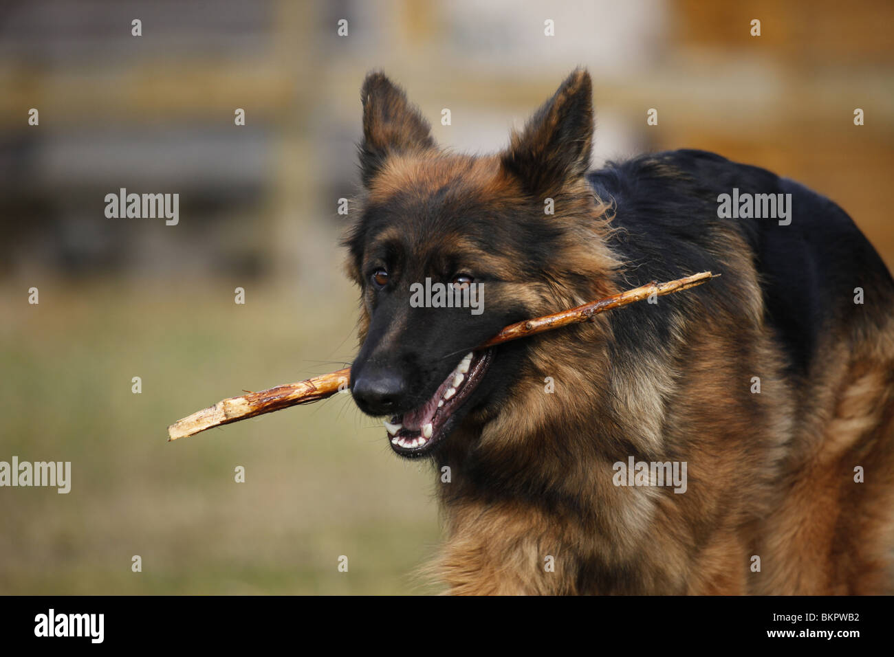 Altdeutscher Schäferhund / Old German Shepherd Stock Photo - Alamy