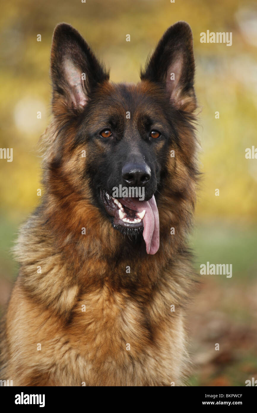 Altdeutscher Schäferhund / Old German Shepherd Stock Photo - Alamy