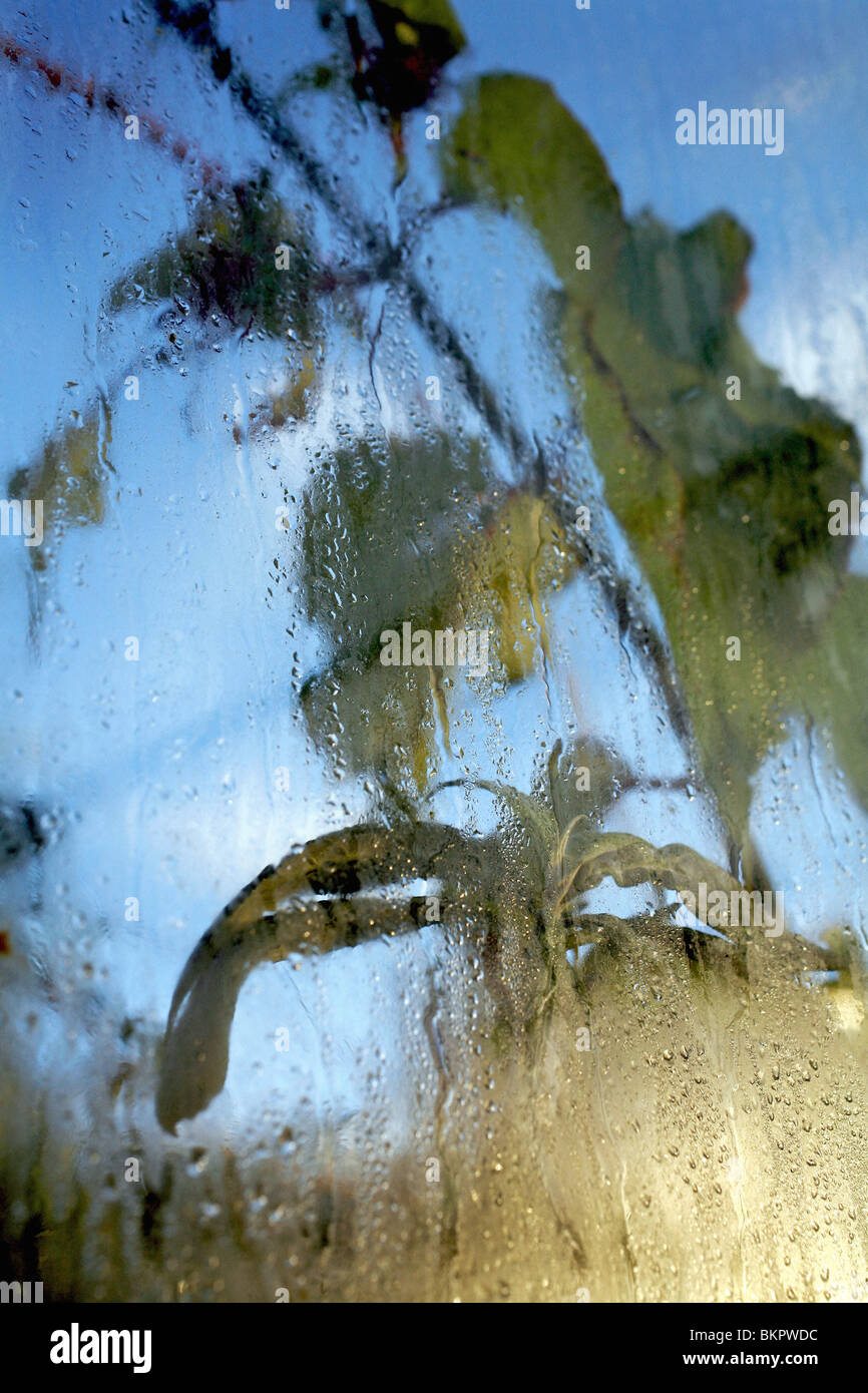 Condensation in a greenhouse Stock Photo - Alamy