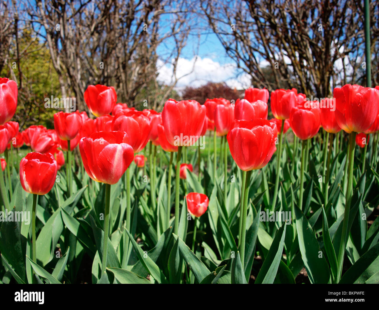 gardens of Villa Taranto,lago maggiore, Verbania, Piemonte, Italy ...