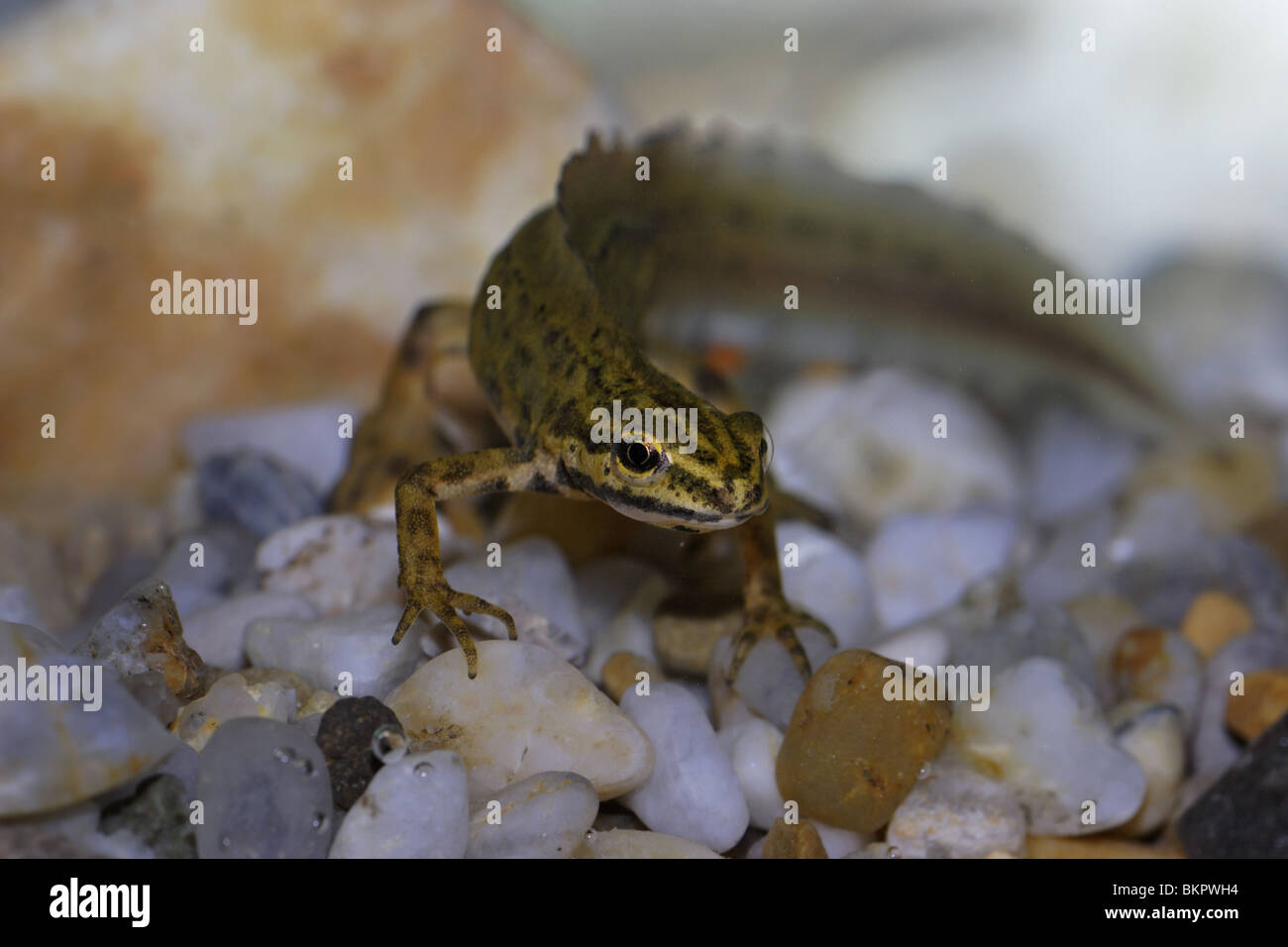 Teichmolch, Molch, Triturus, vulgaris, Lissotriton, Common, Newt Stock ...