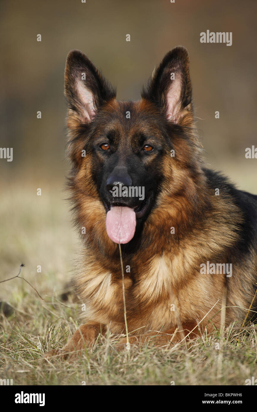 liegender Altdeutscher Schäferhund / lying Old German Shepherd Stock ...