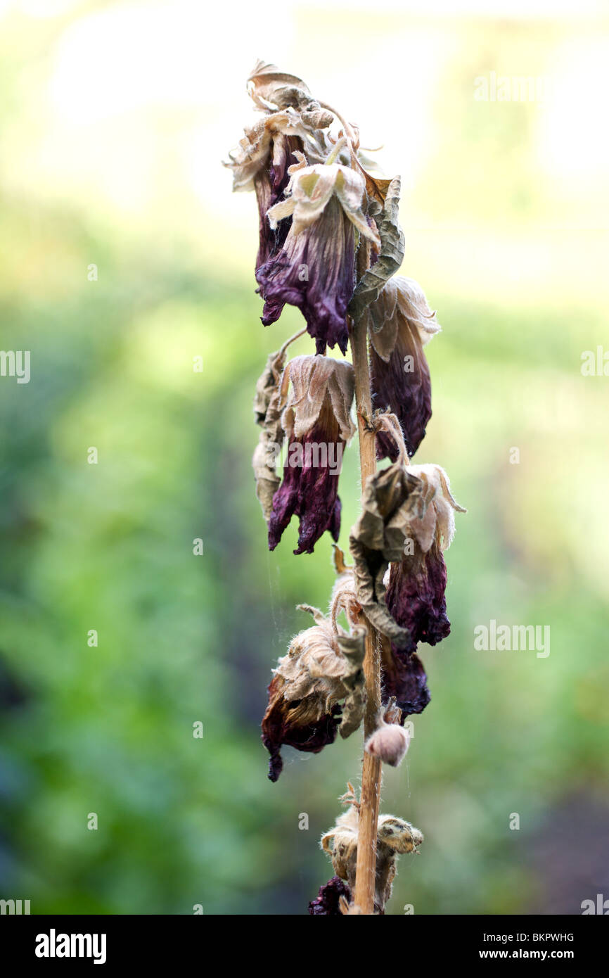Flower Dying High Resolution Stock Photography and Images - Alamy