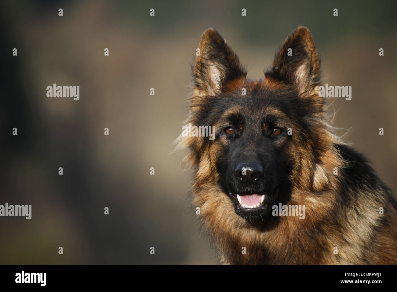 Altdeutscher Schäferhund / Old German Shepherd Stock Photo - Alamy