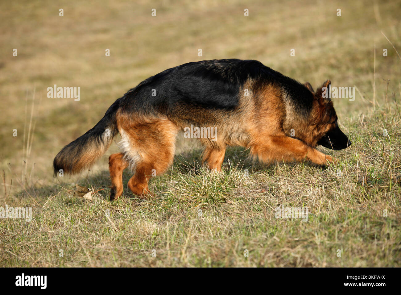 Altdeutscher Schäferhund / Old German Shepherd Stock Photo - Alamy