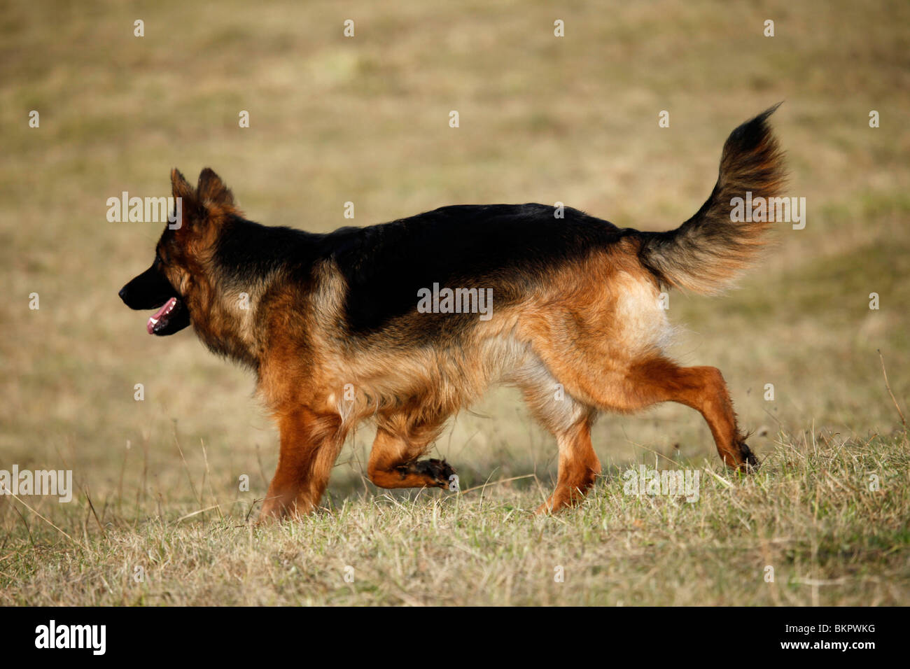 Altdeutscher Schäferhund / Old German Shepherd Stock Photo - Alamy