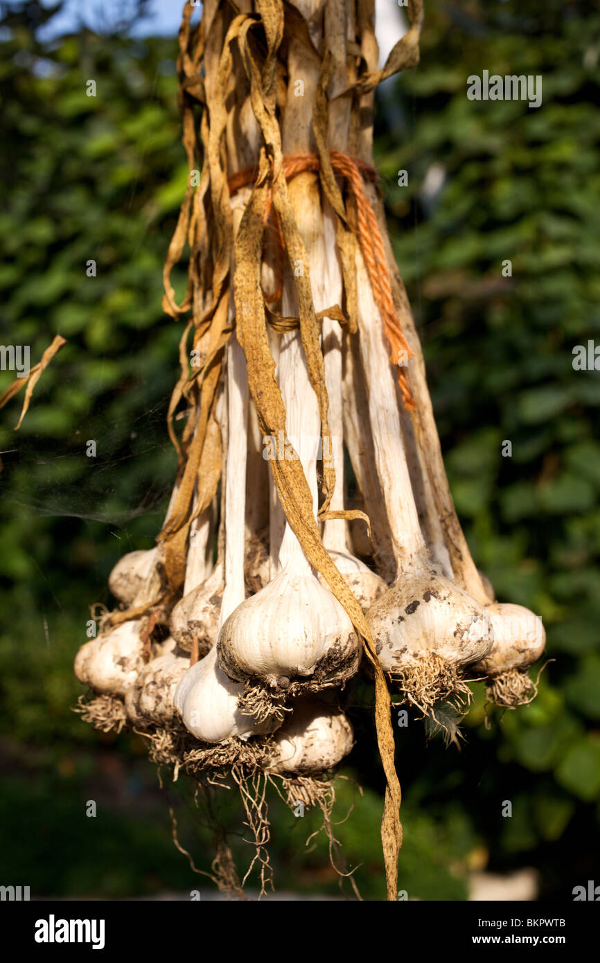 Bunch of garlic bulbs Stock Photo - Alamy