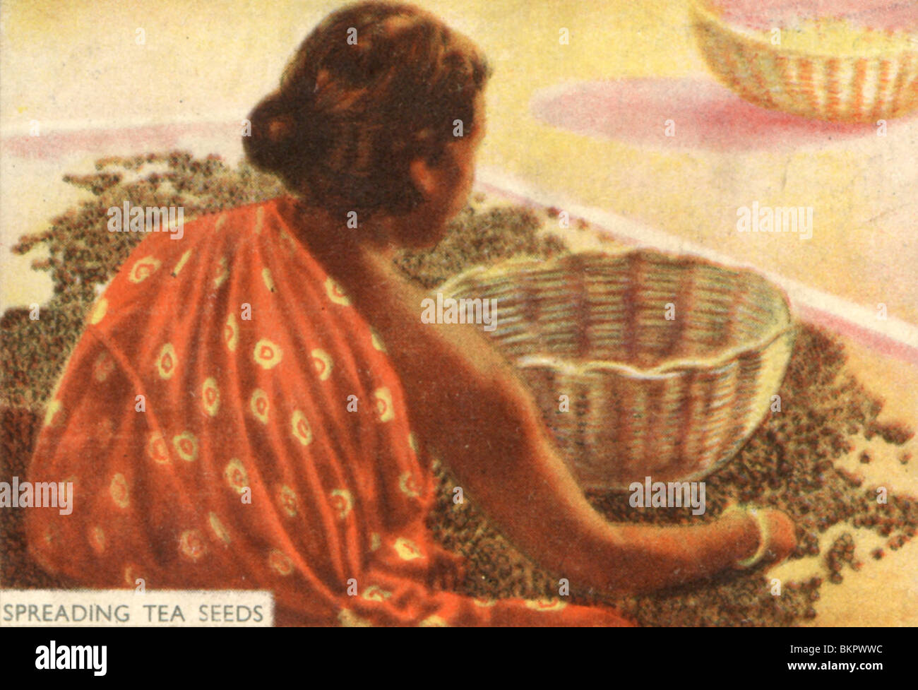 Woman Spreading Tea Seeds Stock Photo - Alamy