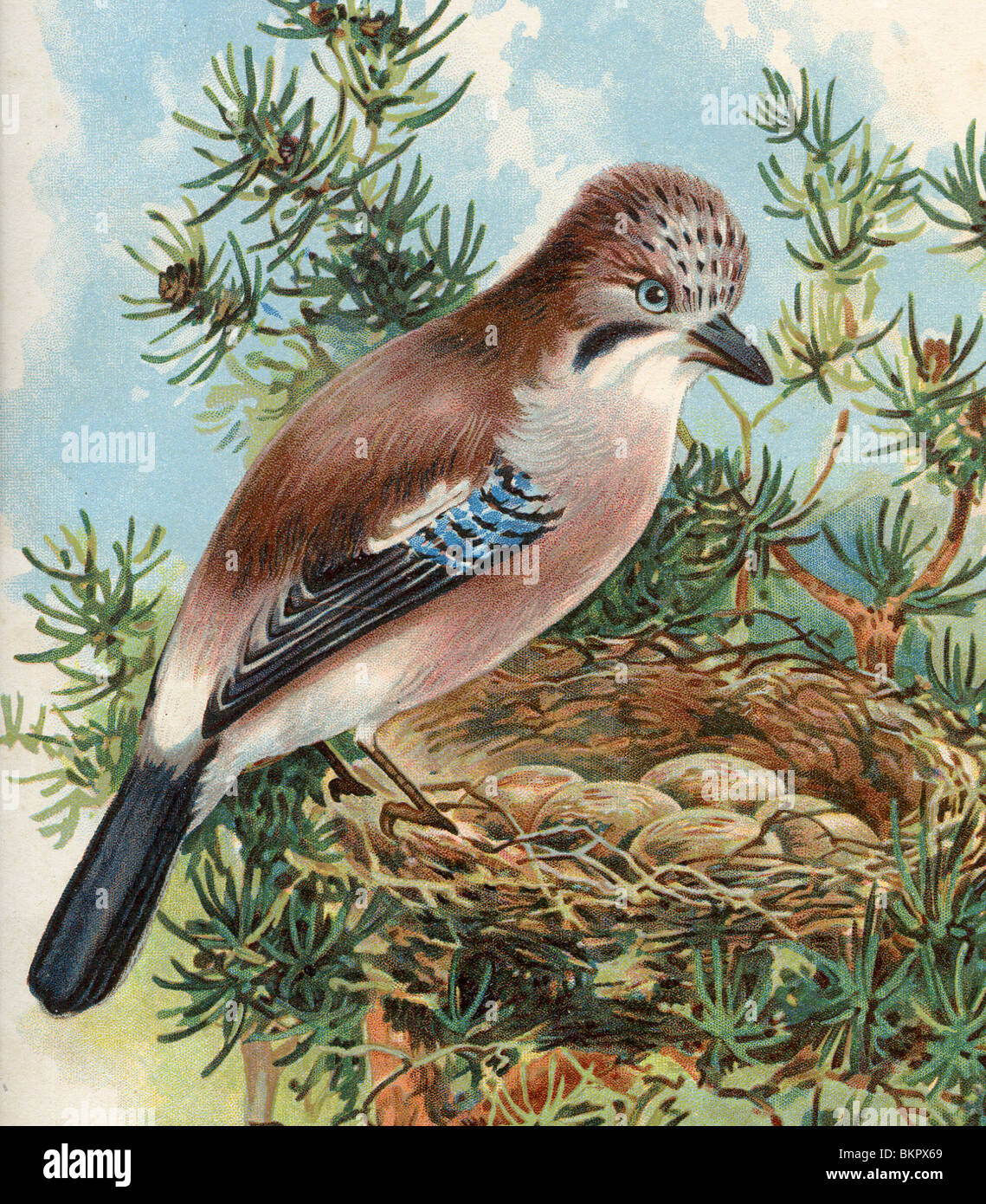 Jaybirds hi-res stock photography and images - Alamy