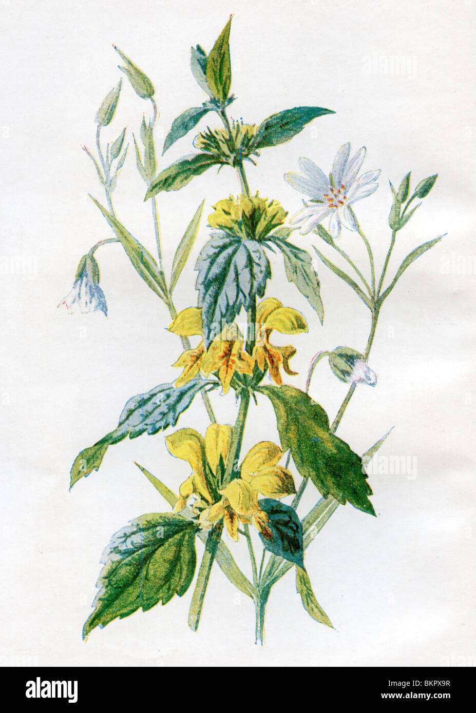 Yellow dead nettles hi-res stock photography and images - Alamy