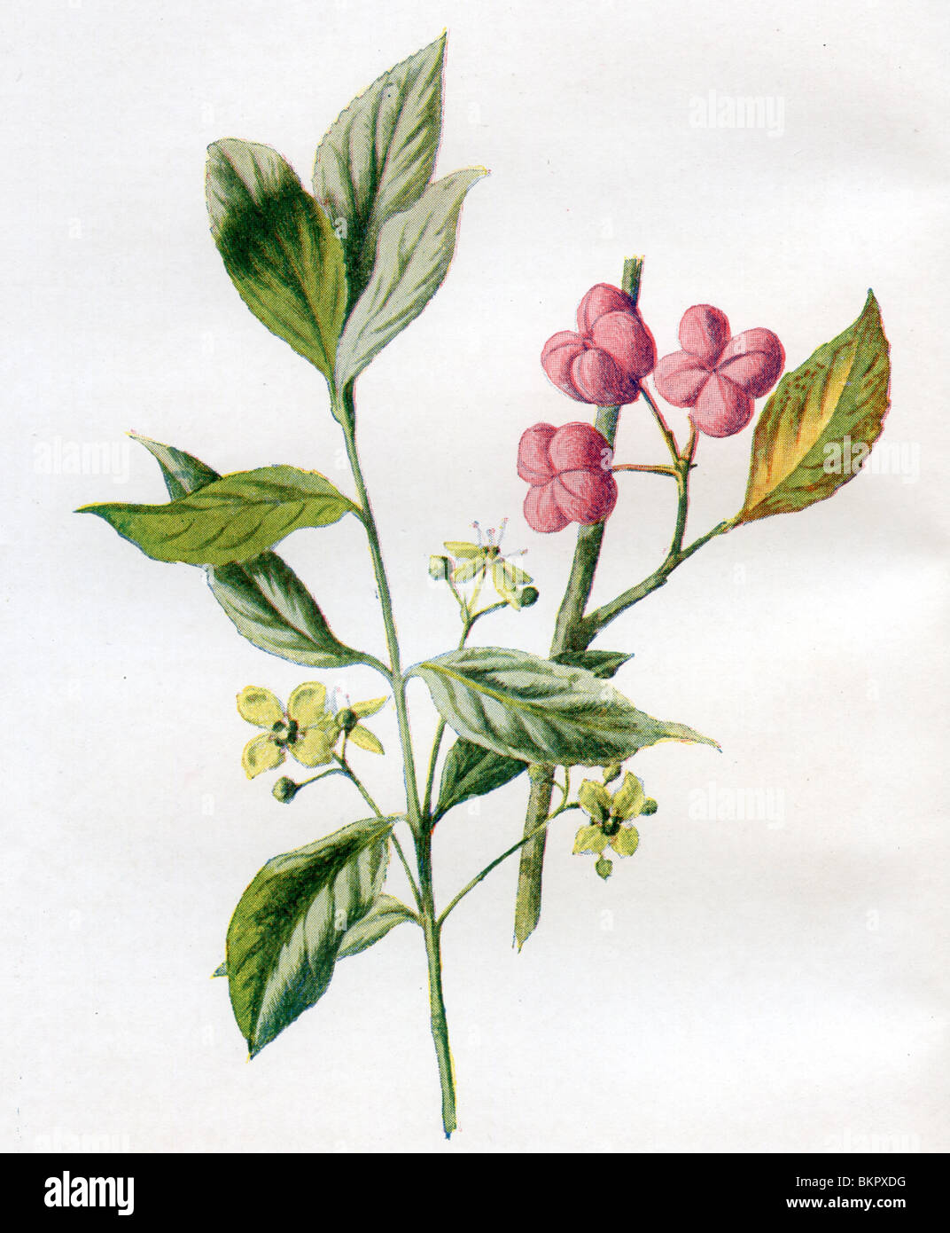 Familiar Wild Flowers - Spindle Tree Stock Photo - Alamy