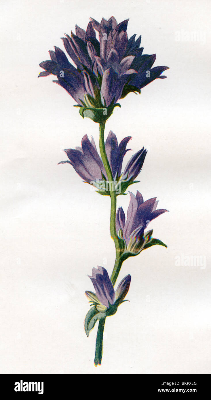 Familiar Flower High Resolution Stock Photography and Images - Alamy
