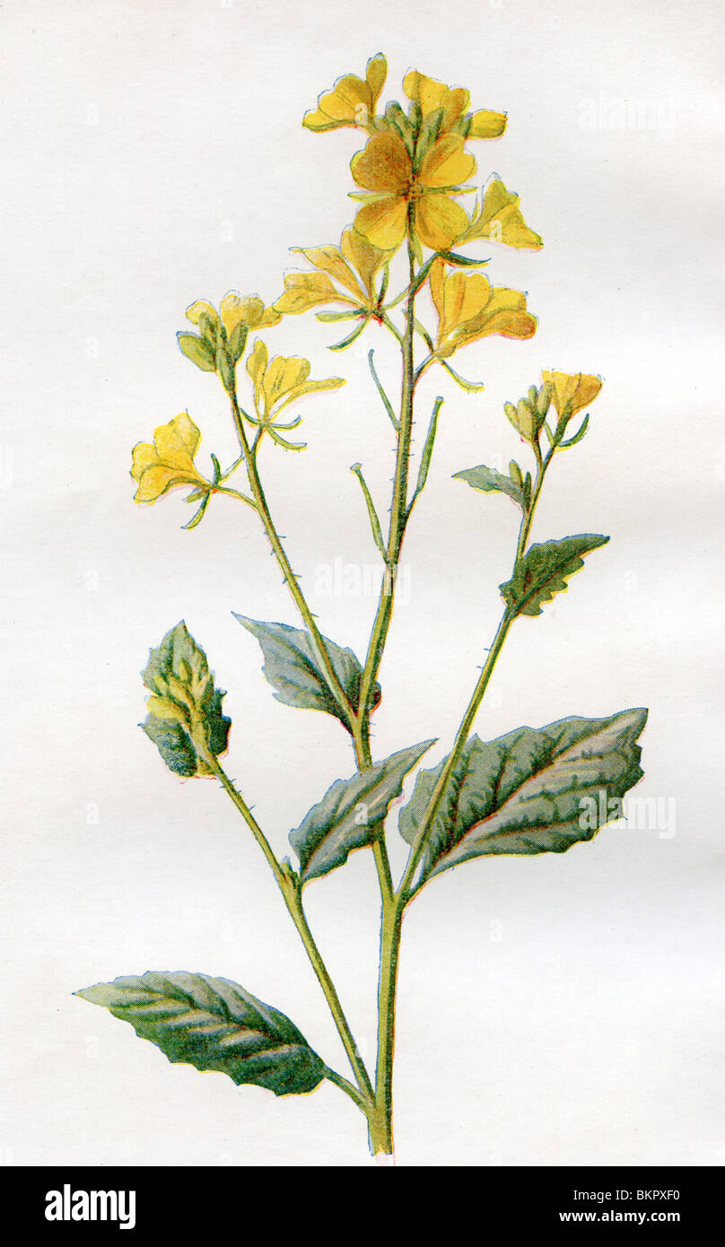 Familiar flowers hi-res stock photography and images - Alamy