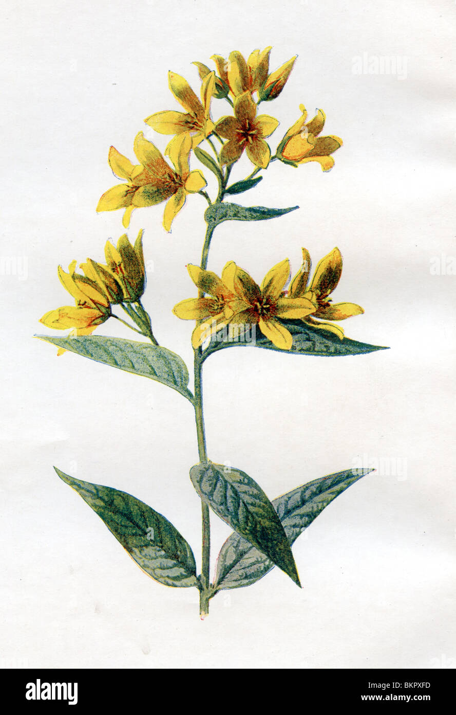 Familiar wildflowers hi-res stock photography and images - Alamy