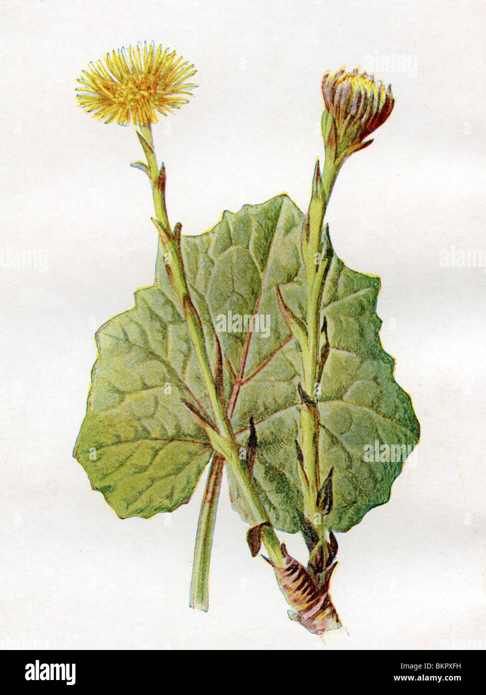 Familiar Wild Flowers - Coltsfoot Stock Photo - Alamy
