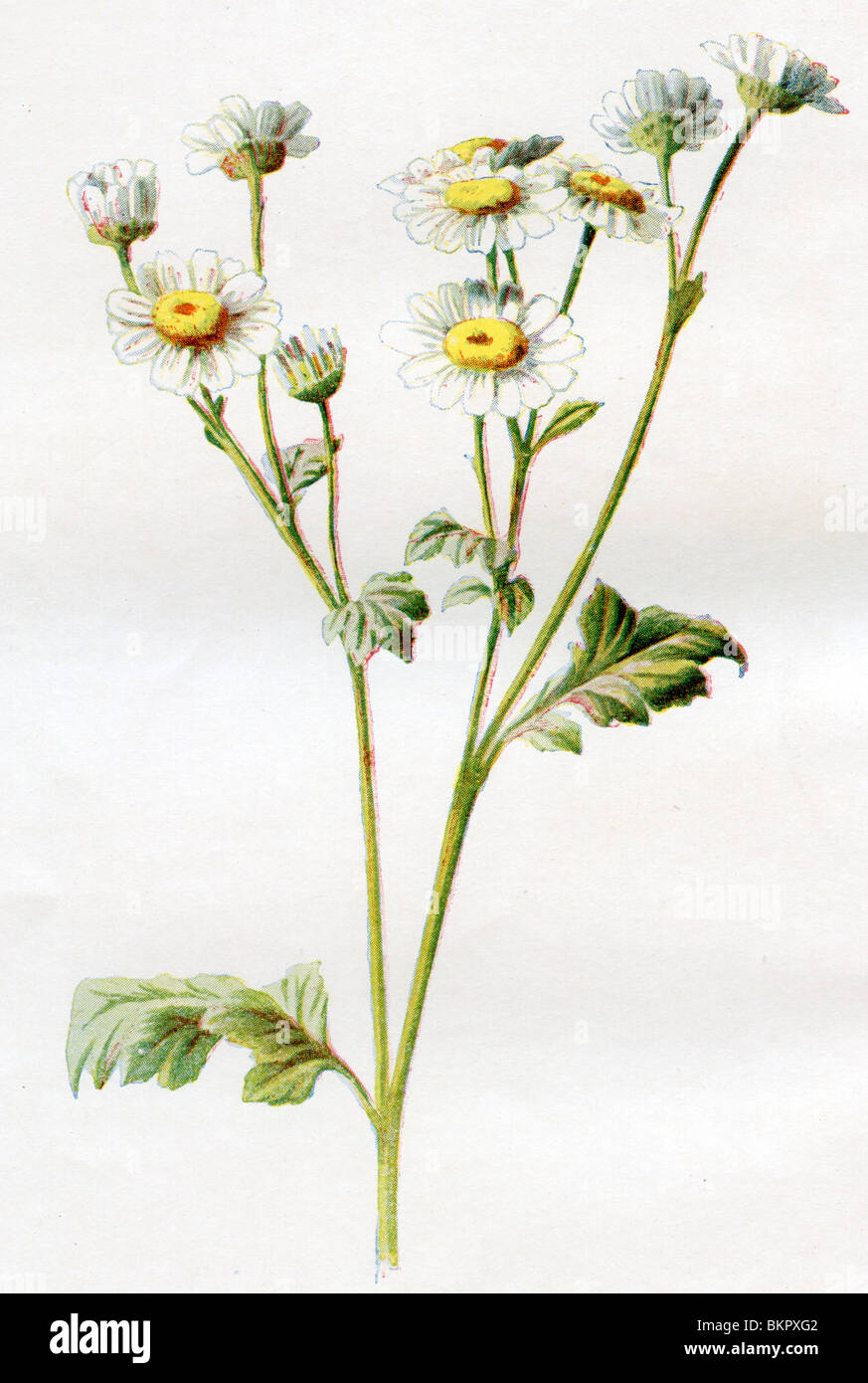 Familiar Wild Flowers - Feverfew Stock Photo - Alamy