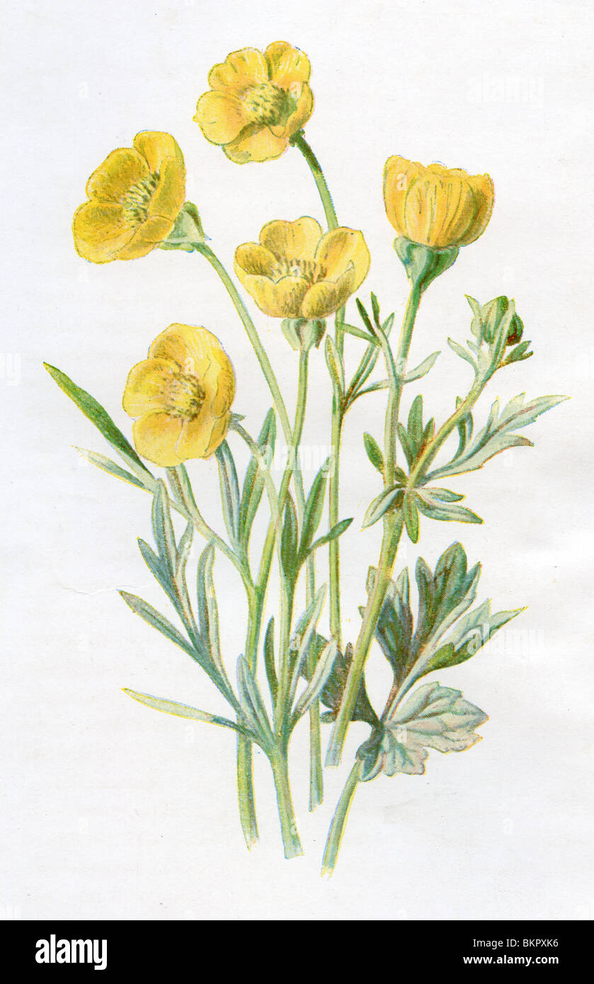 Crowfoot hi-res stock photography and images - Alamy