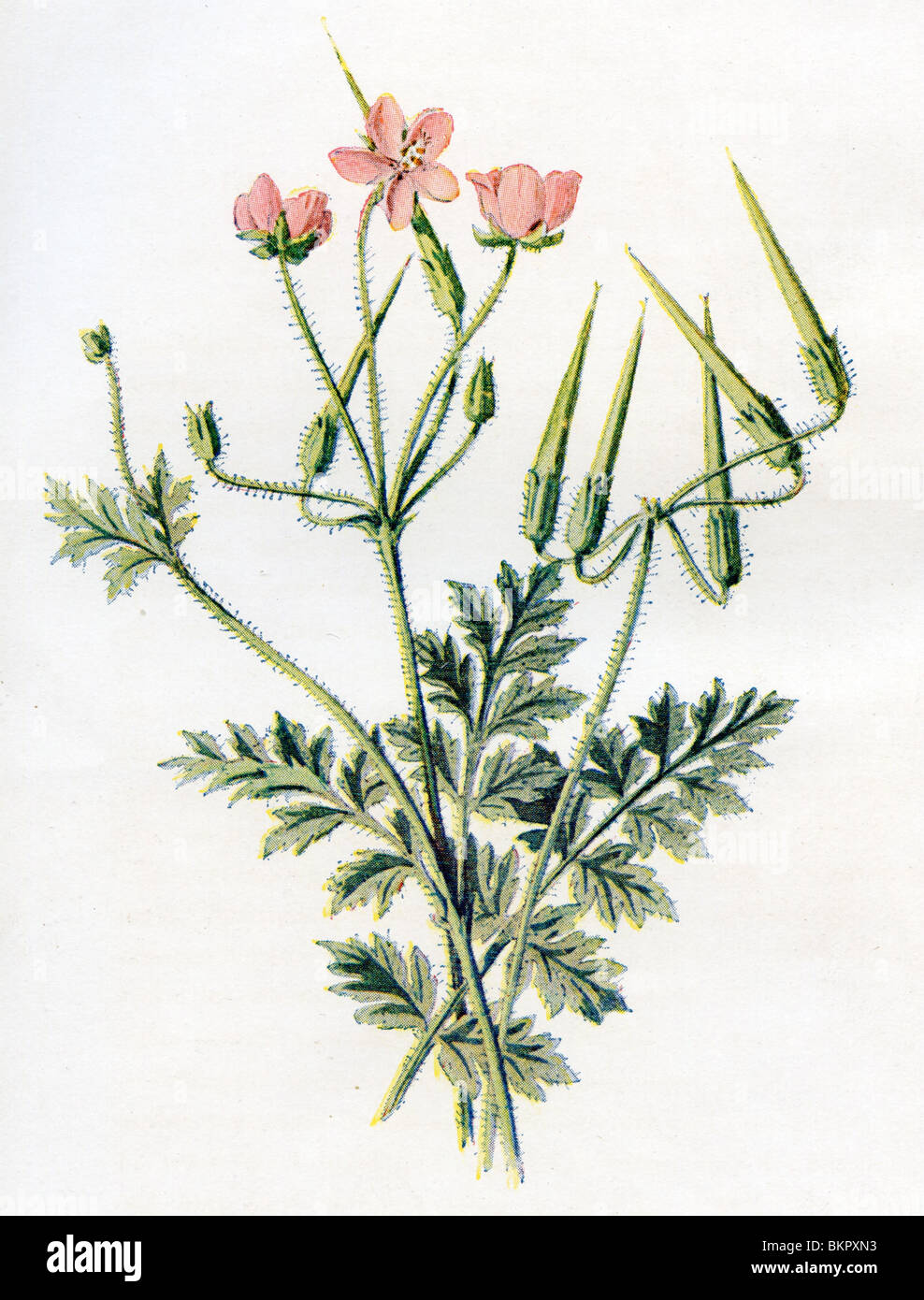 Storks weed hi-res stock photography and images - Alamy