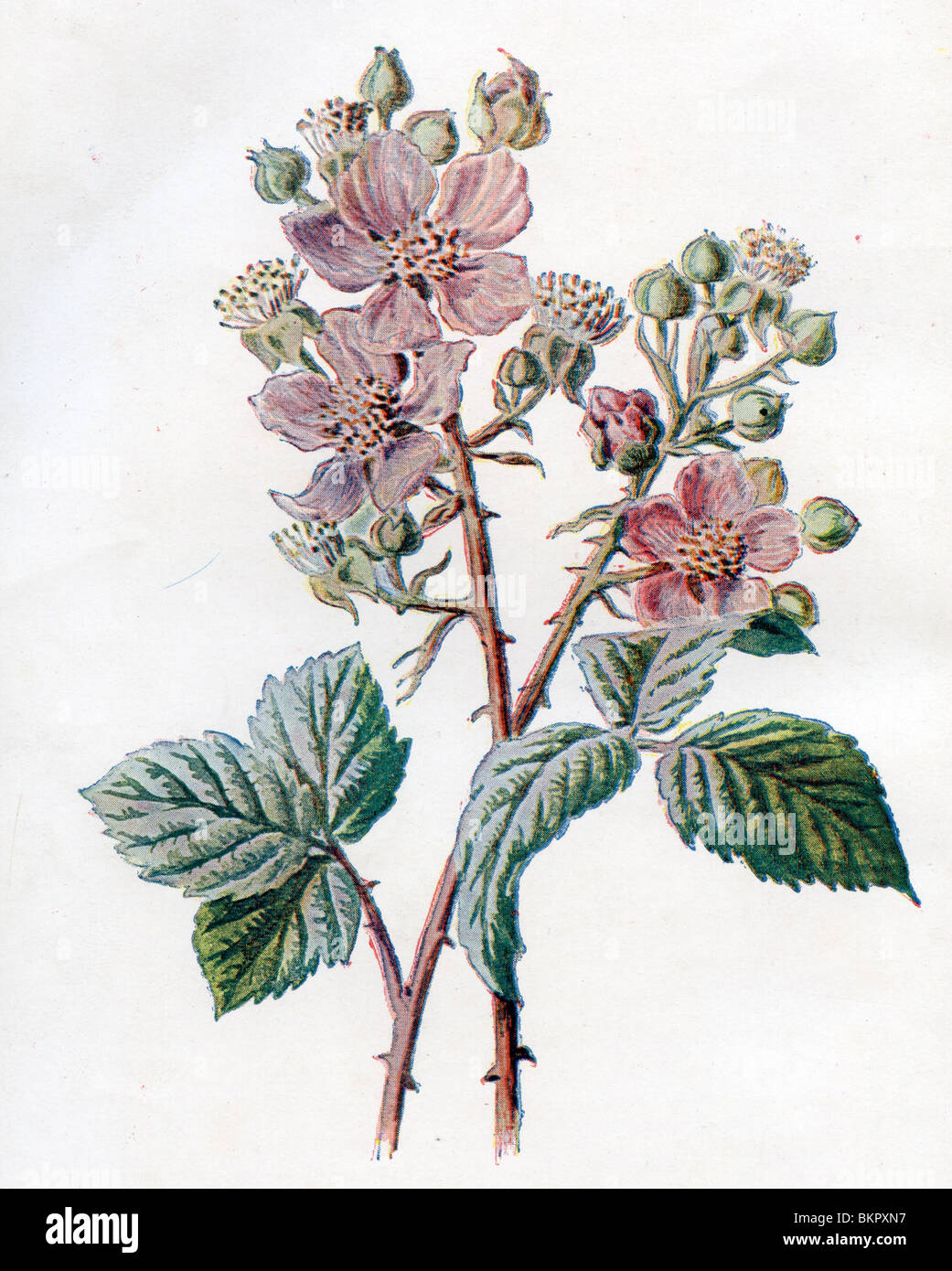 Bramble bushes flower hi-res stock photography and images - Alamy