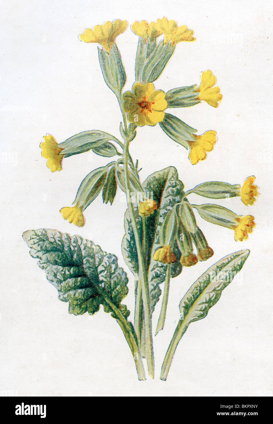 The cowslip hi-res stock photography and images - Alamy