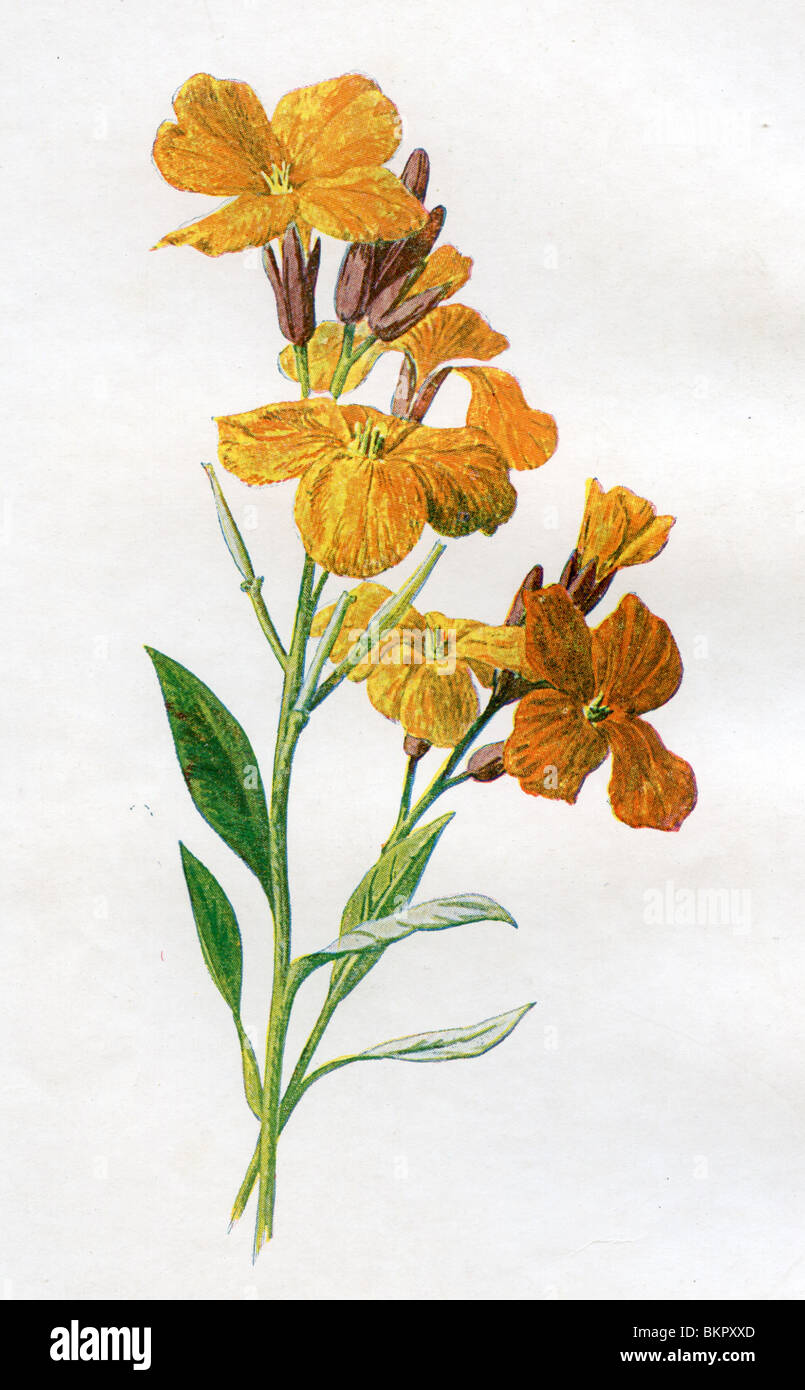 Wallflowers, wall hi-res stock photography and images - Alamy