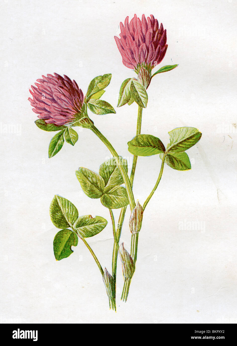 Red clover trifolium flower hi-res stock photography and images - Alamy