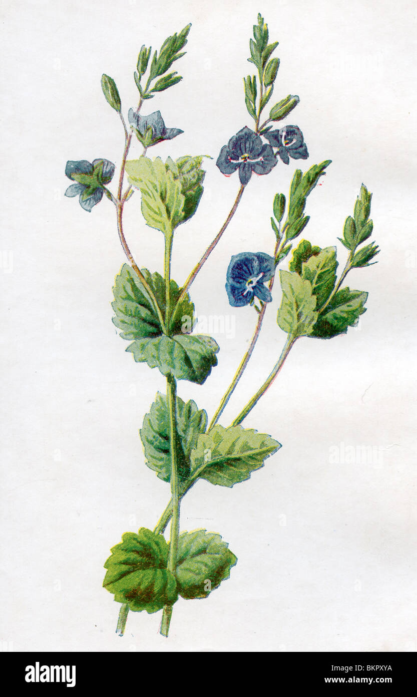 Flower speedwell hi-res stock photography and images - Alamy