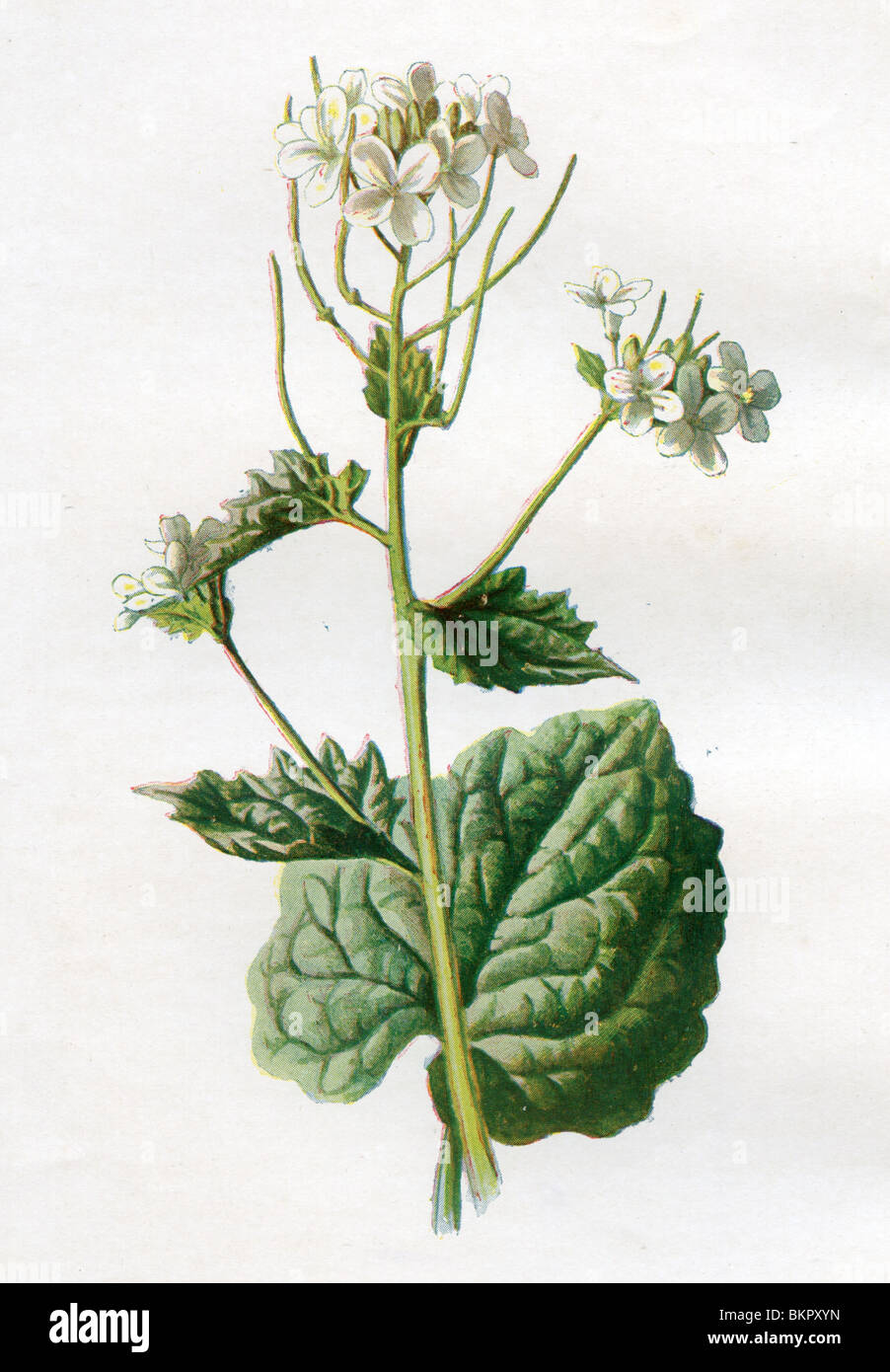 Wild mustard root hi-res stock photography and images - Alamy