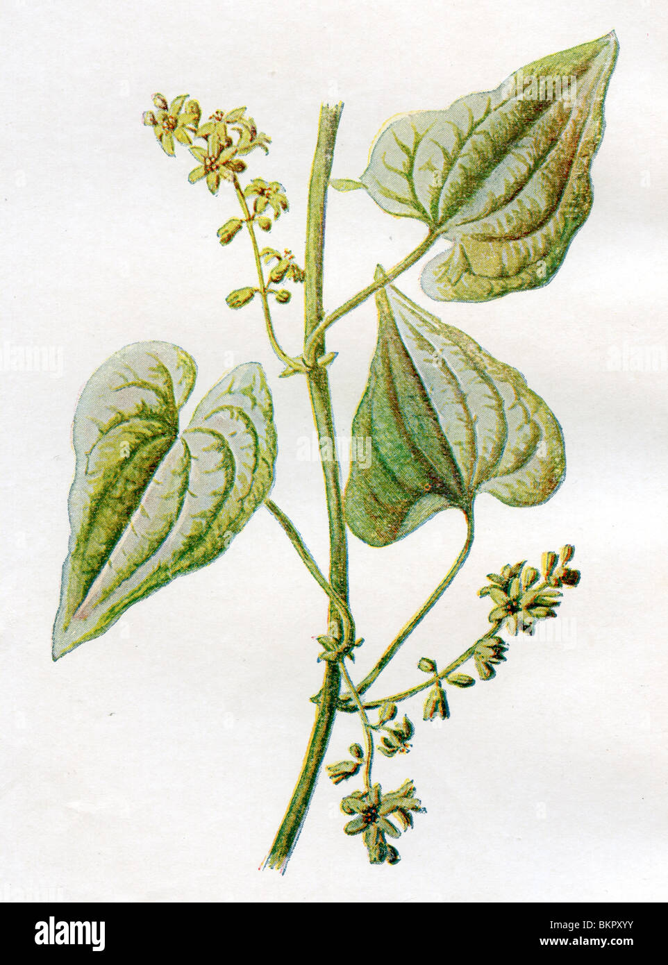 Bryony plant plants hi-res stock photography and images - Alamy