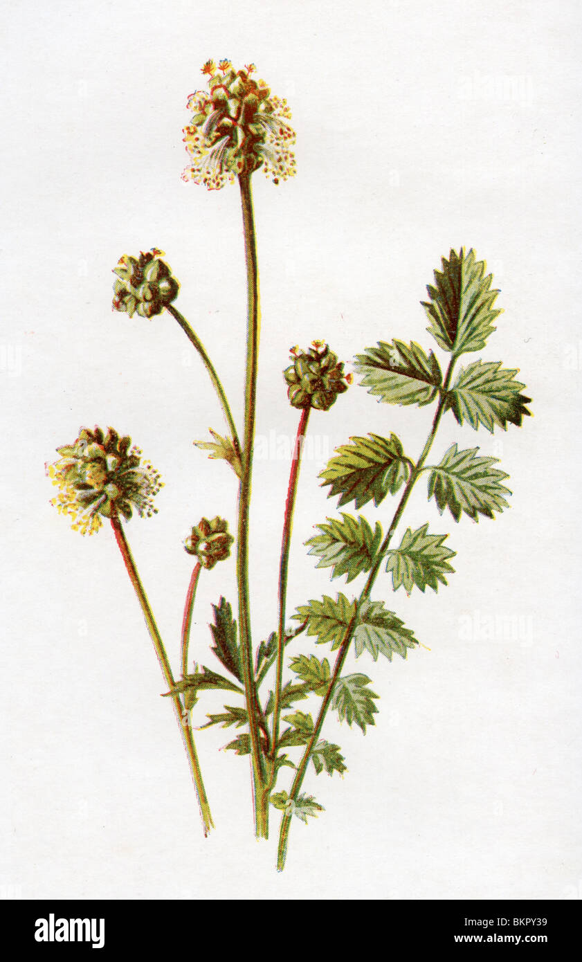 Burnets hi-res stock photography and images - Alamy