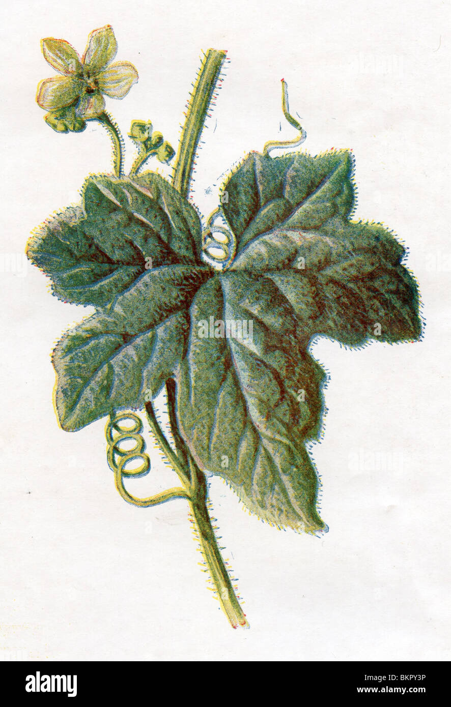 Bryony plant plants hi-res stock photography and images - Alamy