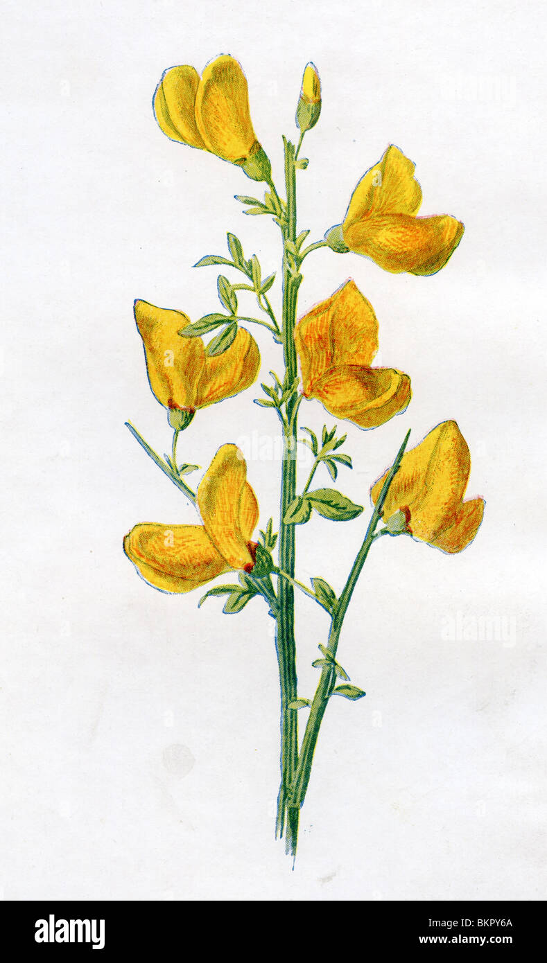 Familiar Wild Flower - Broom Stock Photo - Alamy