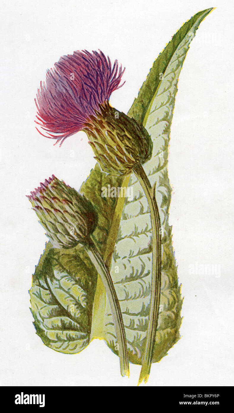 Thistle plants Cut Out Stock Images & Pictures - Alamy