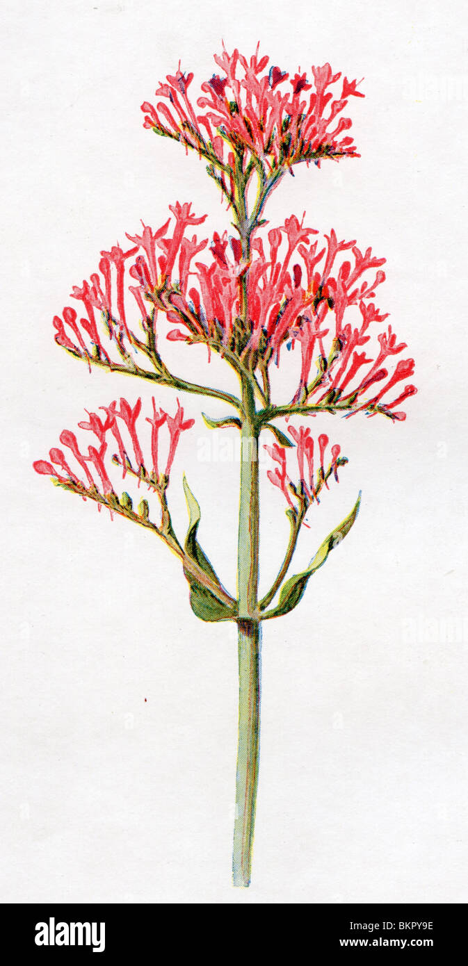 Familiar Wild Flower - Red Valerian Stock Photo - Alamy
