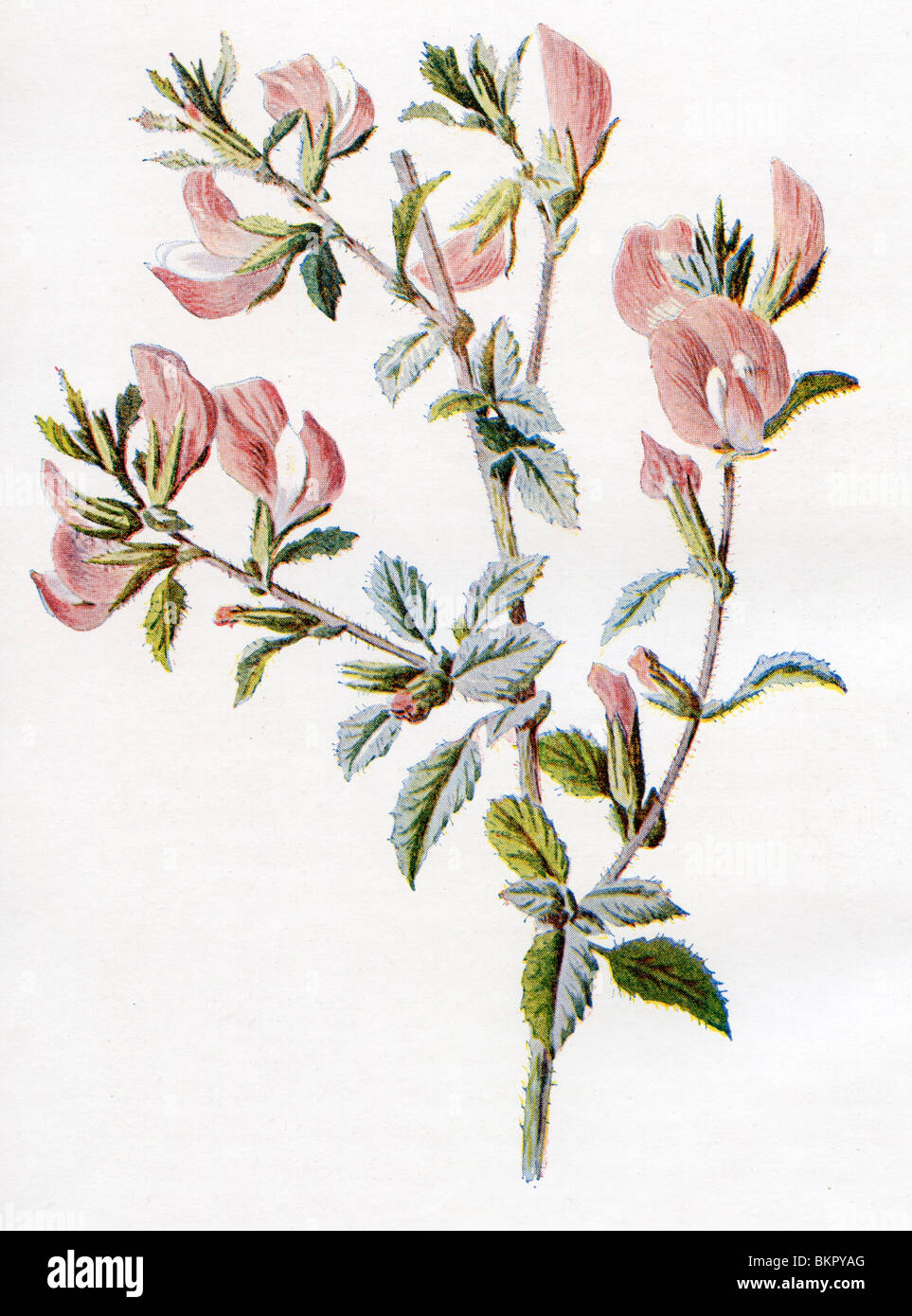 Familiar Wild Flower - Rest-Harrow Stock Photo - Alamy