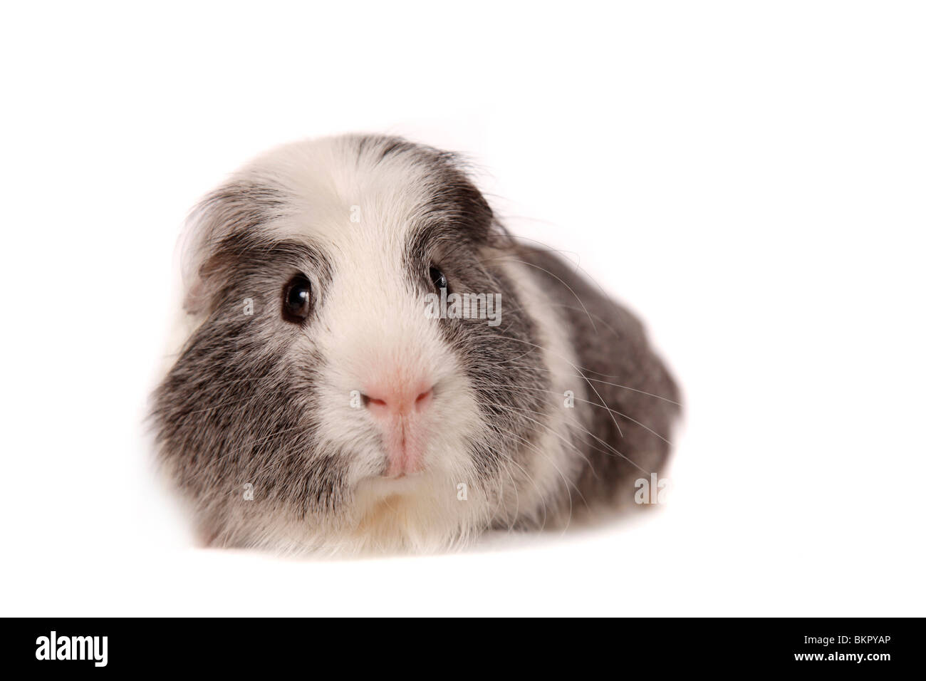 Eye contact animals Cut Out Stock Images & Pictures - Alamy