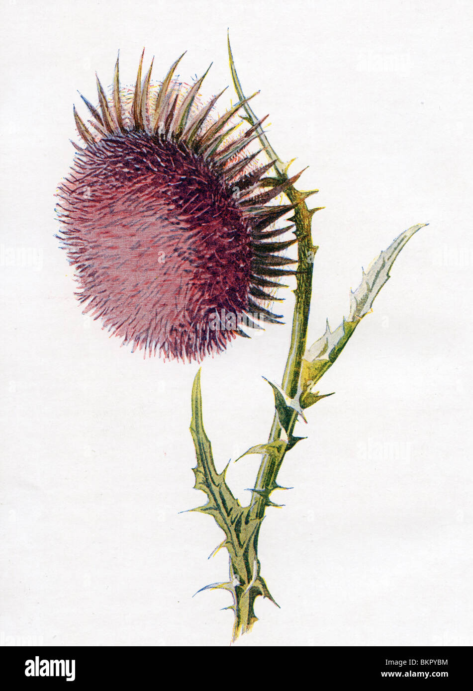 Familiar Wild Flower - Nodding Whistle Stock Photo - Alamy