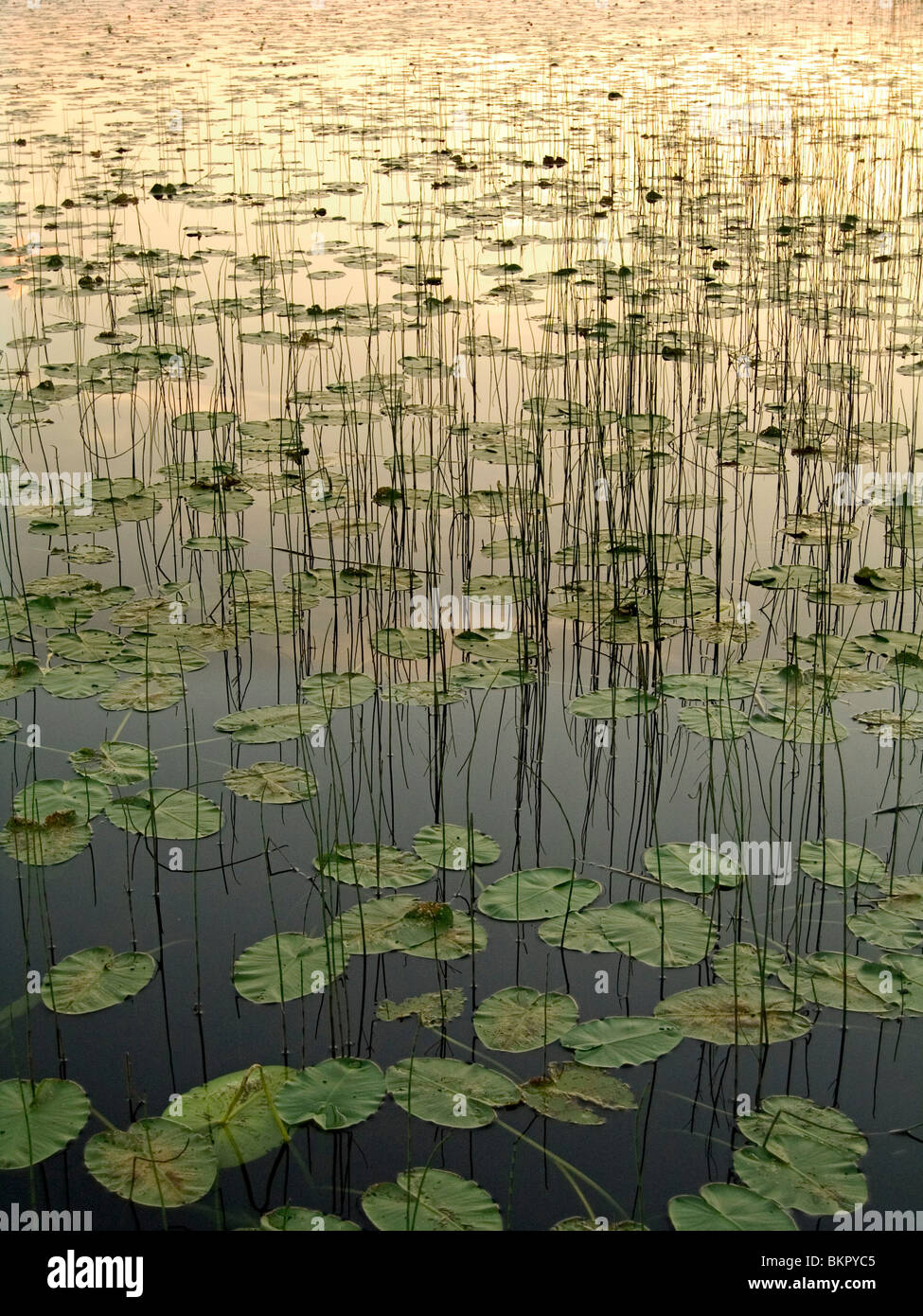 Deadman lake hi-res stock photography and images - Alamy