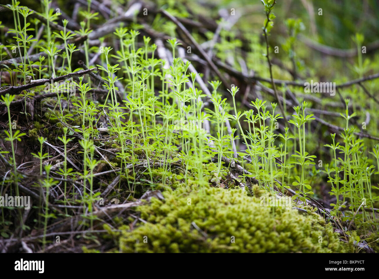 Plants sprouting up hi-res stock photography and images - Alamy