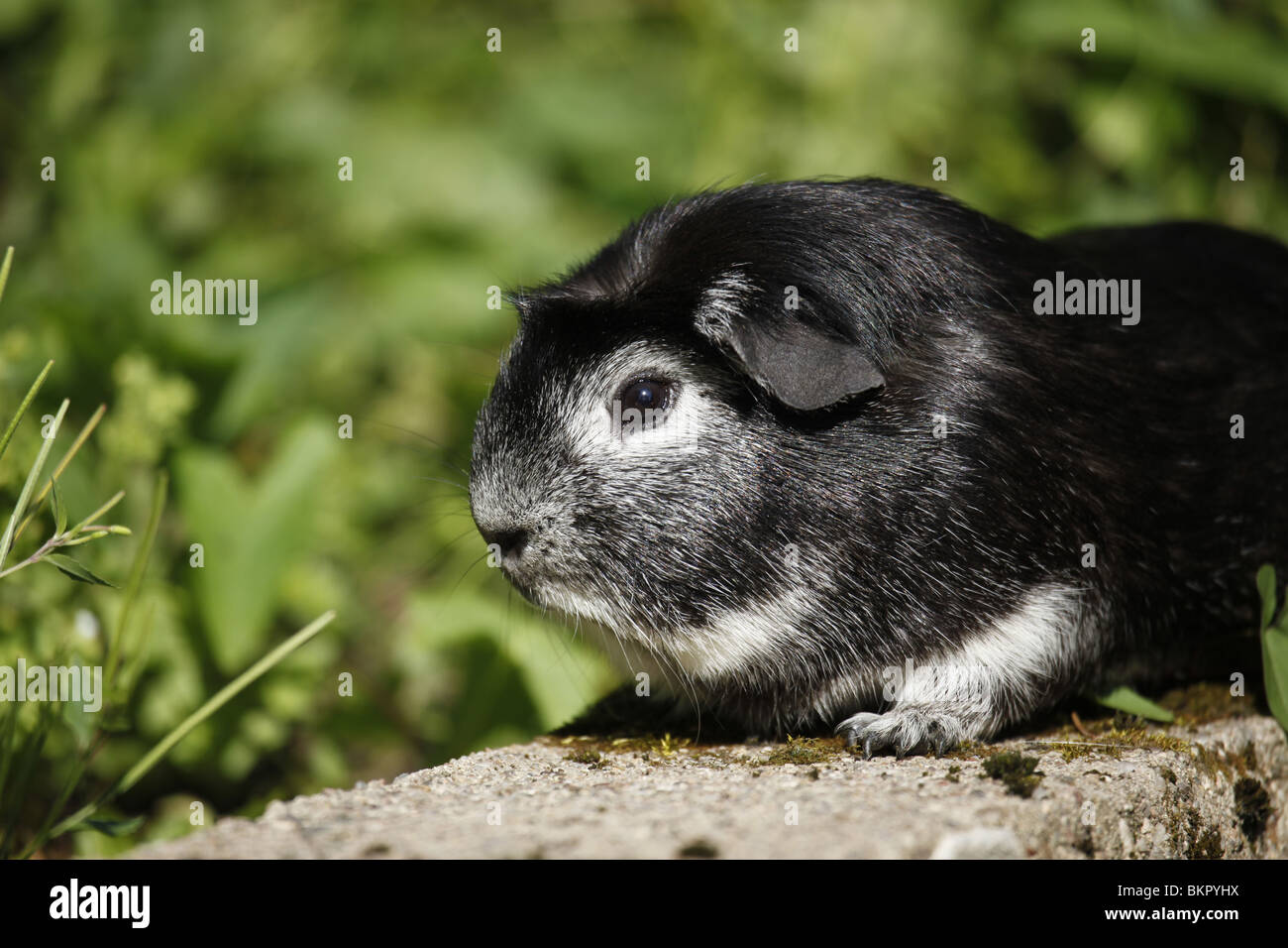 Meerschwein hi-res stock photography and images - Alamy