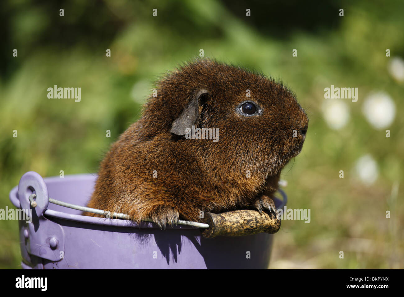 Teddy bin hi-res stock photography and images - Alamy