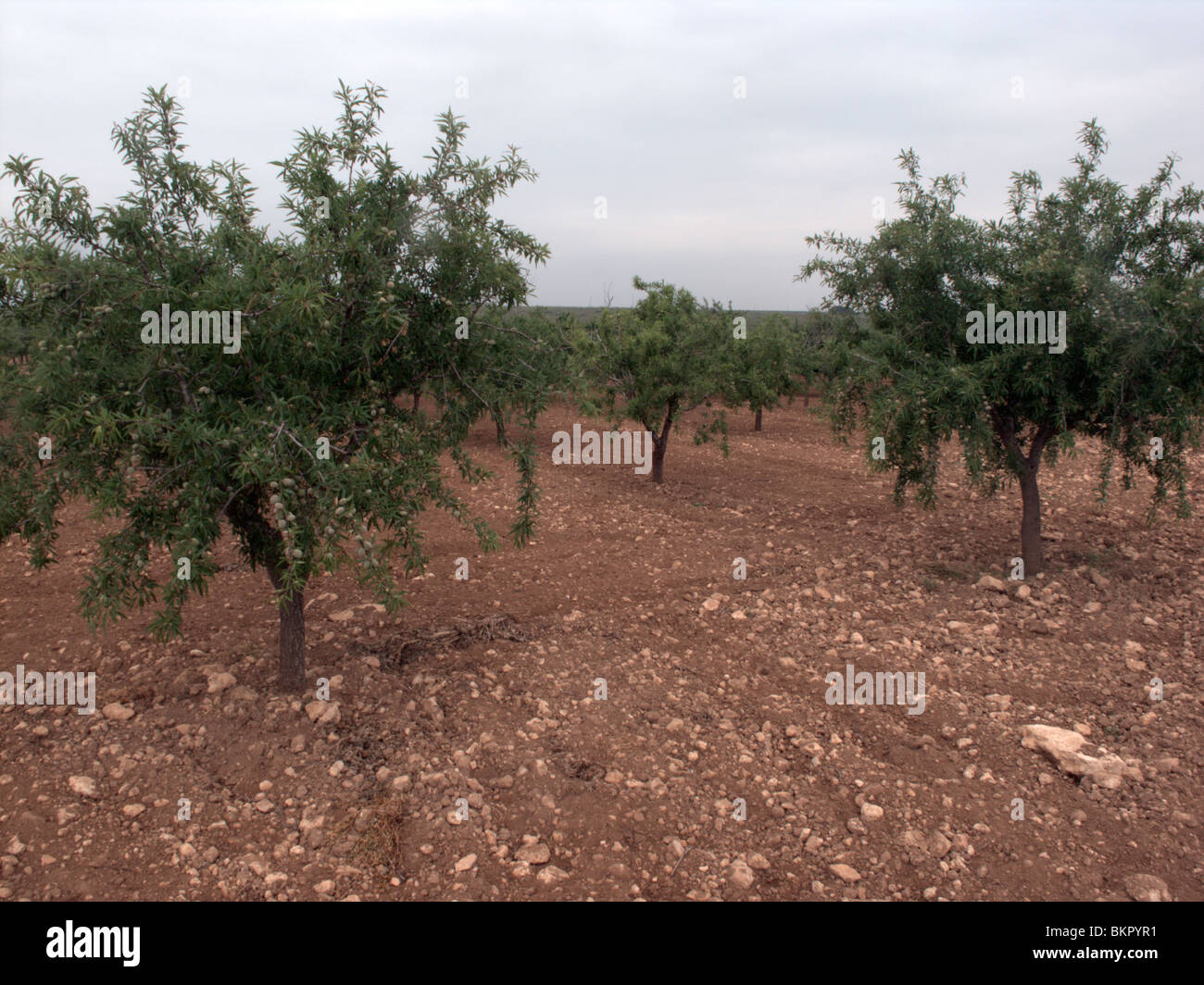 Almond tree hi-res stock photography and images - Alamy